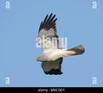 Hen harrier, Circus cyaneus, in flight, Hunting, Mull, Scotland Stock ...