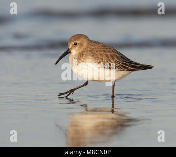 Bonte Strandloper, Dunlin, Calidris alpina Stock Photo - Alamy