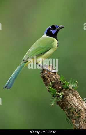 Green jay, Cyanocorax luxuosus Stock Photo - Alamy
