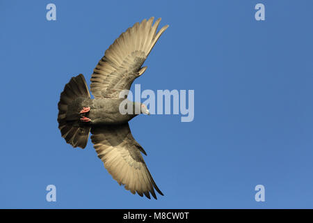 Stadsduif in vlucht, Feral Pigeon in flight Stock Photo - Alamy