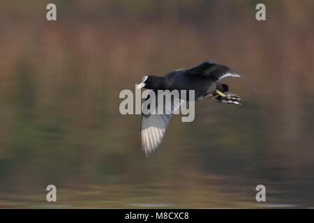 Meerkoet in de vlucht; Eurasian Coot in flight Stock Photo - Alamy