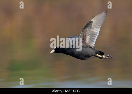 Meerkoet in de vlucht; Eurasian Coot in flight Stock Photo - Alamy
