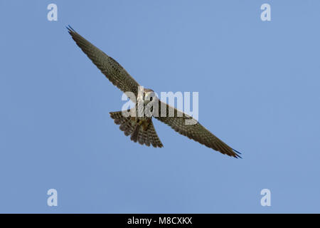 Eurasian Hobby flying; Boomvalk vliegend Stock Photo - Alamy