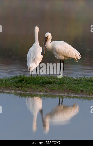 Lepelaar; Eurasian Spoonbill Stock Photo - Alamy