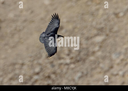 Waaierstaartraaf in de vlucht; Fan-tailed Raven in flight Stock Photo ...