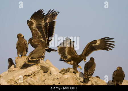 Onvolwassen Steppearend in zit; Immature Steppe Eagle perched Stock ...