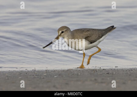 Terek Sandpiper; Terekruiter Stock Photo - Alamy