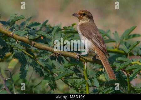 Eerste winter Turkestaanse Klauwier; First winter Turkestan Shrike ...