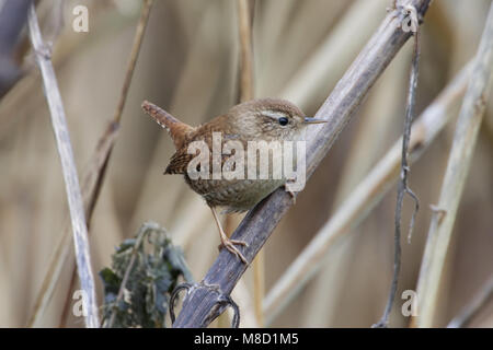 Winter Wren perched, Winterkoning zittend Stock Photo - Alamy