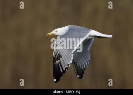 Yellow-legged Gull flying; Geelpootmeeuw vliegend Stock Photo - Alamy