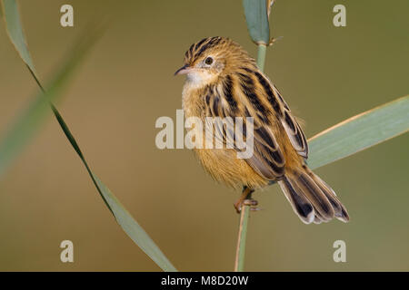 Zitting Cisticola (Cisticola juncidis) perched on a green reed stem in ...