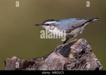 Corsican nuthatch Sitta whiteheadi in Corsican pine Pinus nigra ssp ...