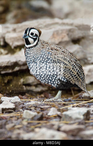 Adult male Jeff Davis Co., TX March 2010 Stock Photo - Alamy