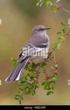 Northern Mockingbird, Mimus polyglottos, foraging and feeding on ...