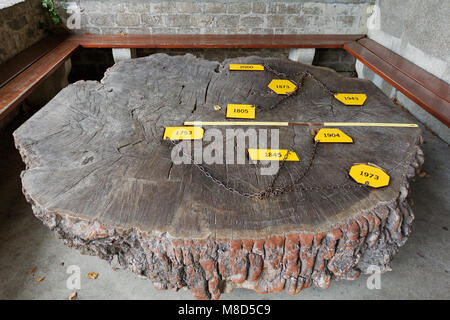 Tree rings to count the age of a tree Stock Photo - Alamy