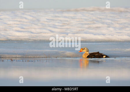 Koningseider op de toendra; King Eider at the tundra Stock Photo - Alamy