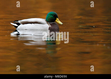 Wilde Eend man zwemmend in regen; Mallard male swimming in rain Stock ...
