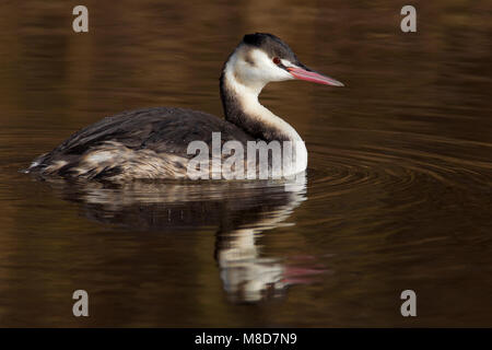 Zwemmende Fuut in winterkleed, Swimming Great Crested Grebe in ...