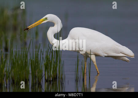 Foeragerende Grote Zilverreiger; Foraging Great Egret Stock Photo - Alamy