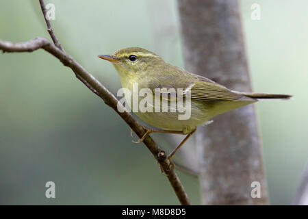 Groene Fitis op een tak; Green Warbler perched on a branch Stock Photo ...