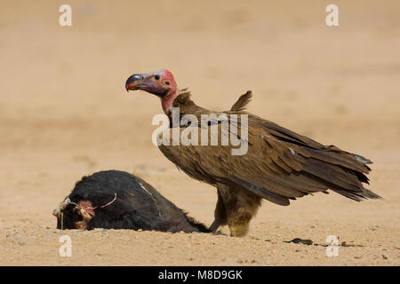 Volwassen Oorgier etend van kadaver; Adult Lappet-faced Vulture eating ...
