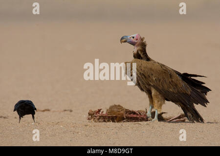 Volwassen Oorgier etend van kadaver; Adult Lappet-faced Vulture eating ...