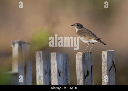 Grey-cheeked Thrush (Catharus minimus) adult, standing on ground ...