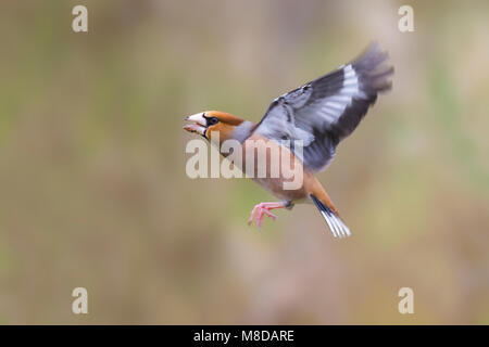 Vliegende Appelvink; Hawfinch in flight Stock Photo - Alamy