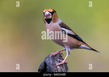 Appelvink zittend op tak; Hawfinch perched on a branch Stock Photo - Alamy