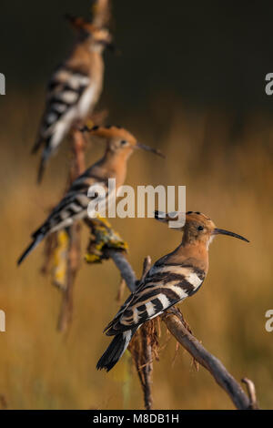 Hop zittend op tak; Eurasian Hoopoe perched on a branch Stock Photo - Alamy