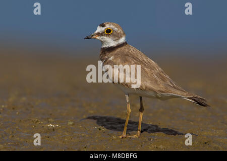 Kleine Plevier, Little Ringed Plover, Charadrius dubius Stock Photo - Alamy