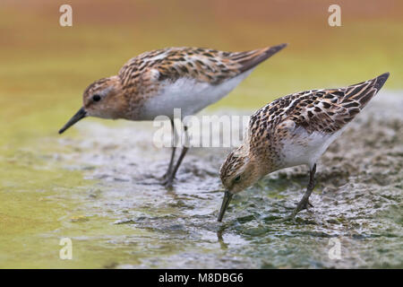 Adulte Kleine Strandloper; Little Stint adult Stock Photo - Alamy