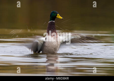 Mannetje Wilde Eend, Mallard male Stock Photo - Alamy
