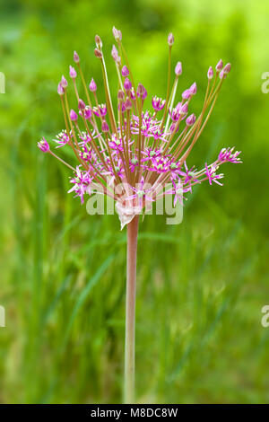 Single Ornamental onion or Allium herbaceous geophyte perennial bulbous ...