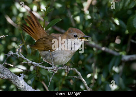 Common Nightingale singing; Nachtegaal zingend Stock Photo - Alamy