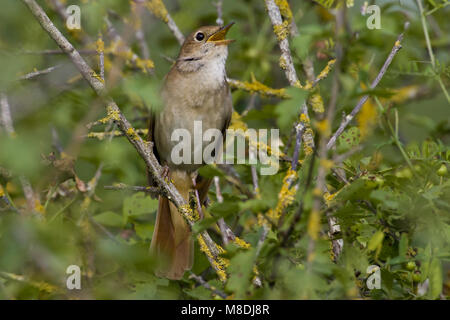 Common Nightingale singing; Nachtegaal zingend Stock Photo - Alamy
