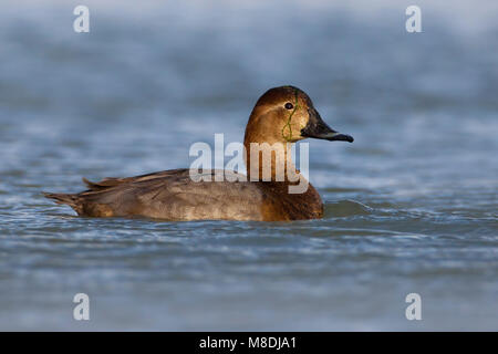 Vrouwtje Tafeleend; Female Common Pochard Stock Photo - Alamy
