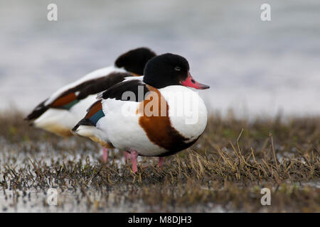 Vrouwtje Bergeend; Female Common Shelduck Stock Photo - Alamy
