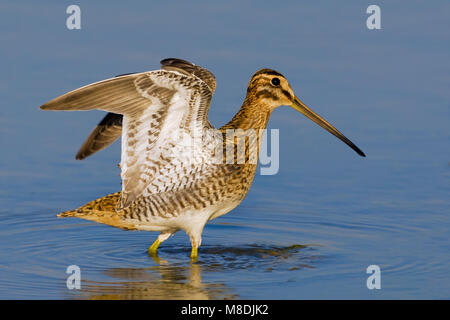 Watersnip; Common Snipe Stock Photo - Alamy