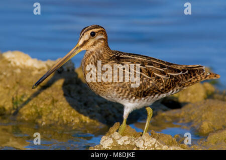 Watersnip lopend in water; Common Snipe walking in water Stock Photo ...