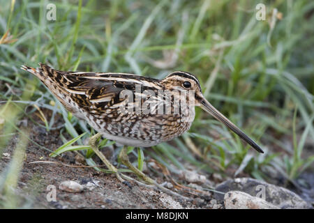 Watersnip aan waterkant; Common Snipe at water edge Stock Photo - Alamy