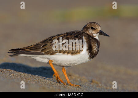 Onvolwassen Steenloper op het strand; Immature Ruddy Turnstone on the ...
