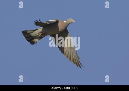 Houtduif in vlucht Italie; Common Wood Pigeon in flight Italy Stock ...