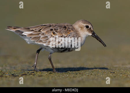 Volwassen Bonte Strandloper ruiend naar winterkleed; Adult Dunlin ...