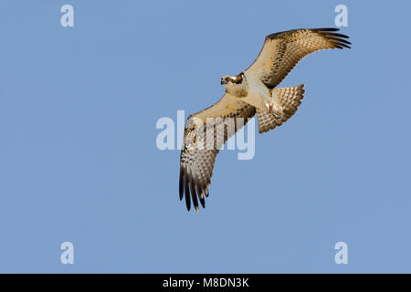 Visarend in vlucht; Osprey in flight Stock Photo - Alamy