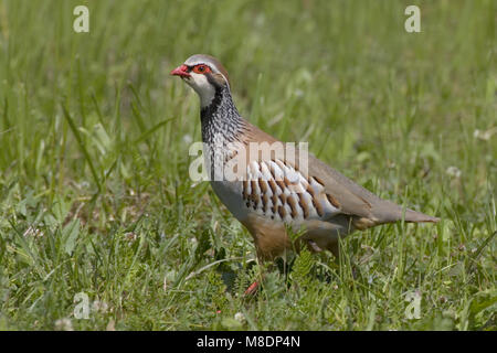 Red-legged Partridge walking, Rode Patrijs lopend Stock Photo - Alamy