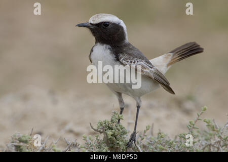 Mannetje Roodstuittapuit zittend; Male Red-rumped Wheatear perched ...
