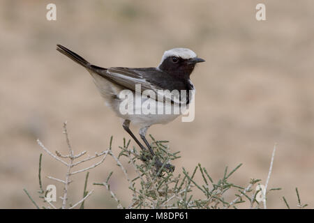 Mannetje Roodstuittapuit zittend; Male Red-rumped Wheatear perched ...