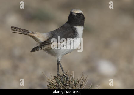 Mannetje Roodstuittapuit zittend; Male Red-rumped Wheatear perched ...