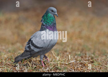Rotsduif op de grond; Rock Dove on the ground Stock Photo - Alamy